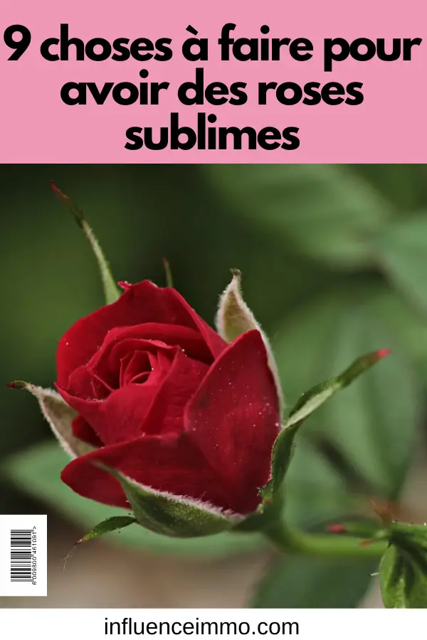 Tout ce que vous devez savoir pour avoir les plus belles roses