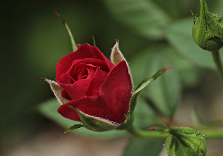 Tout ce que vous devez savoir pour avoir les plus belles roses