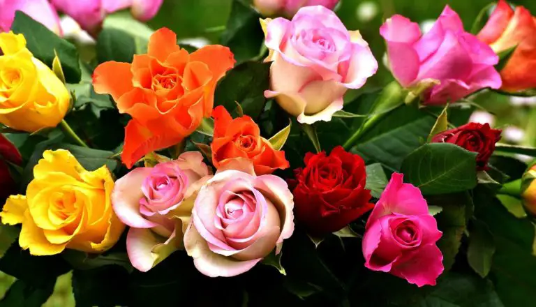 Tout ce que vous devez savoir pour avoir les plus belles roses