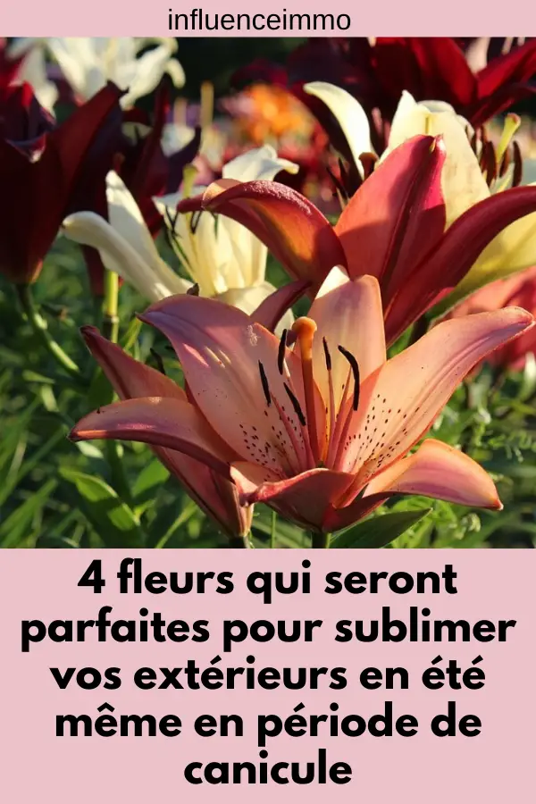 La sélection de plantes parfaites pour fleurir en été
