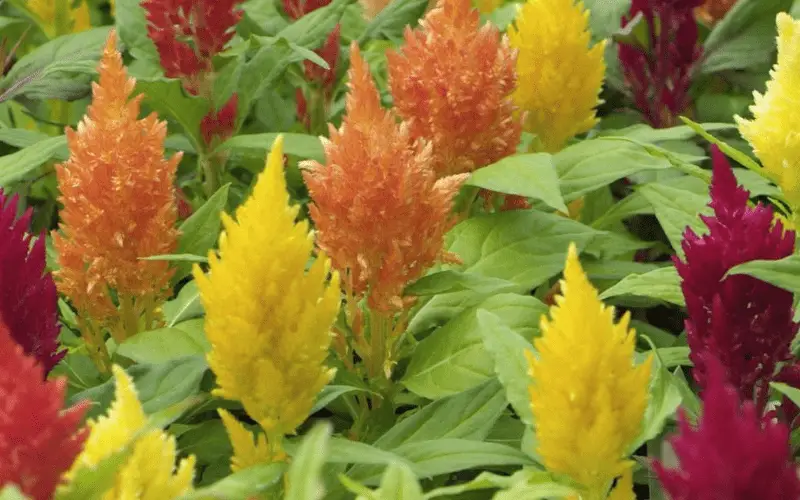 Les 15 plantes à avoir dans votre jardin en automne