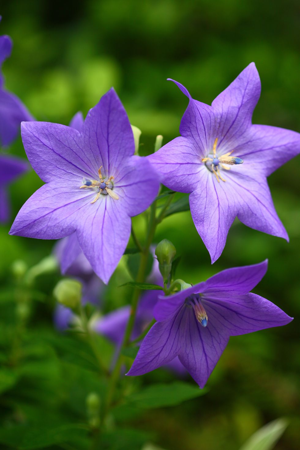 Les 15 plantes à avoir dans votre jardin en automne