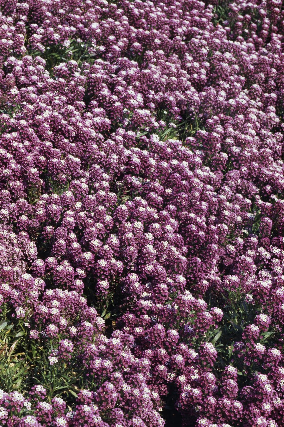 Les 15 plantes à avoir dans votre jardin en automne