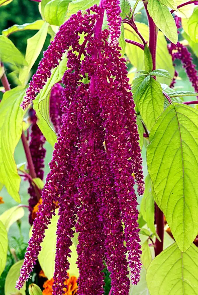 25 fleurs et plantes idéales qui illumineront votre jardin en automne