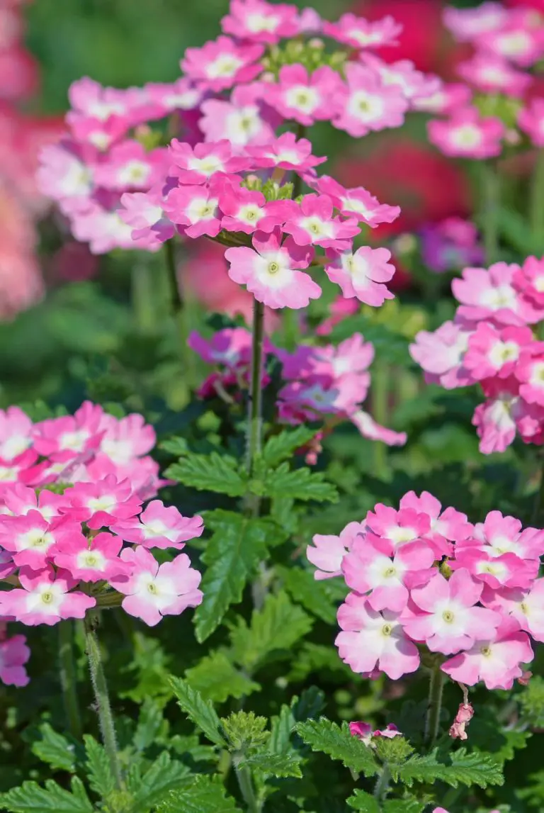 25 fleurs et plantes idéales qui illumineront votre jardin en automne