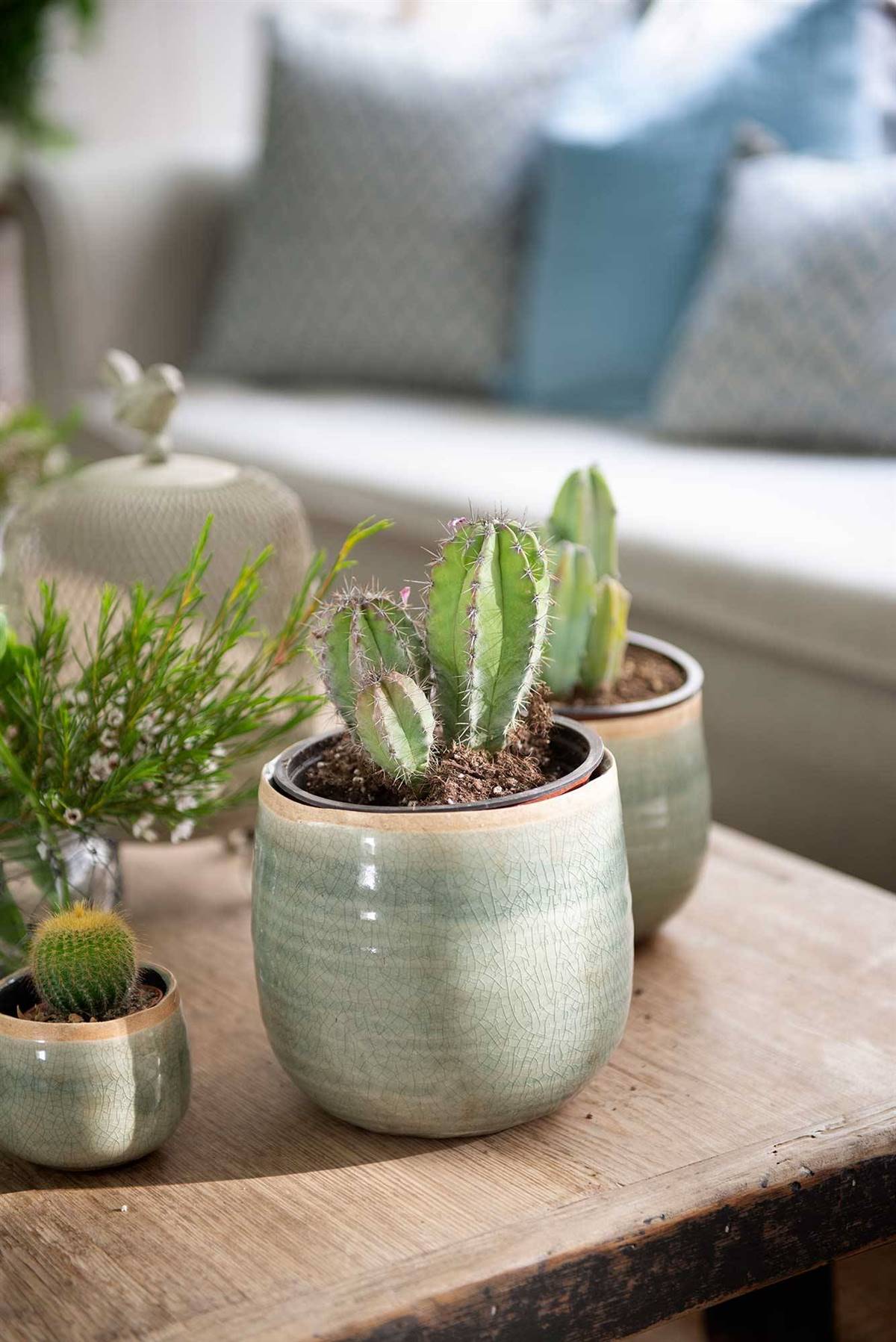 30 Plantes D'Intérieurs Faciles D'entretien Qui Sont Nos Meilleurs Alliés