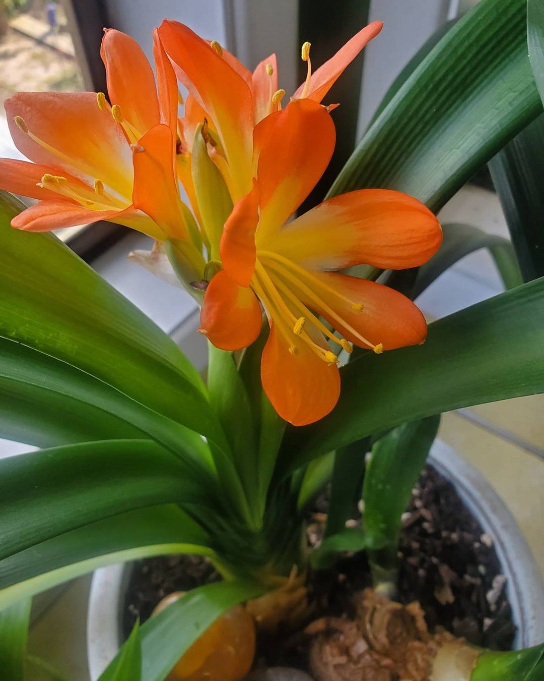 30 Plantes D'Intérieurs Faciles D'entretien Qui Sont Nos Meilleurs Alliés