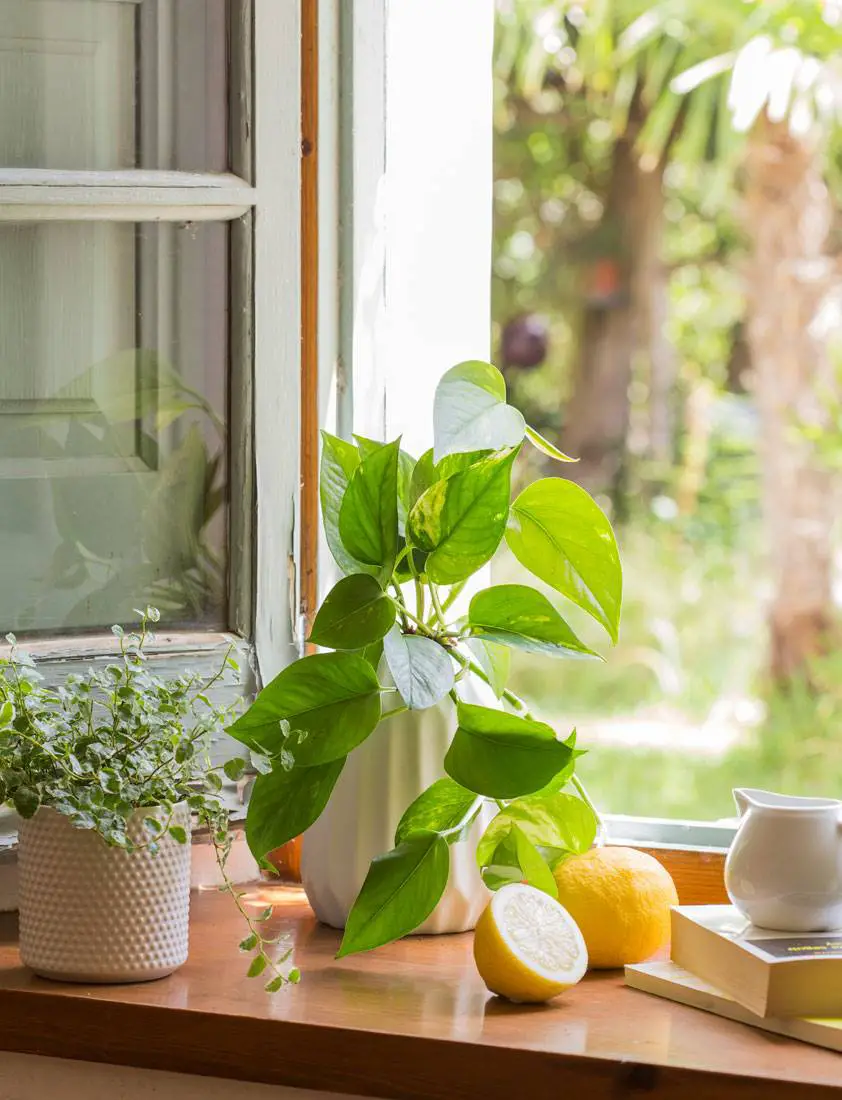 30 Plantes D'Intérieurs Faciles D'entretien Qui Sont Nos Meilleurs Alliés