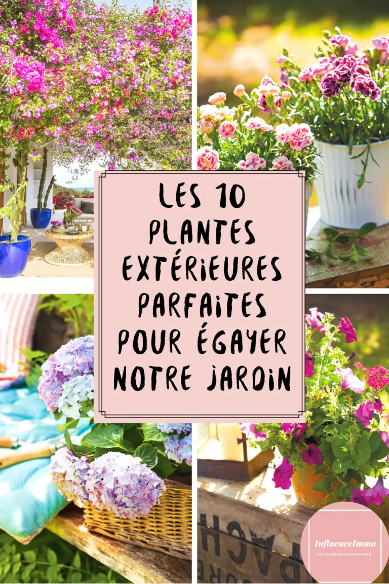 10 Plantes Extérieurs Pour Embellir Vos Extérieurs Cet Été