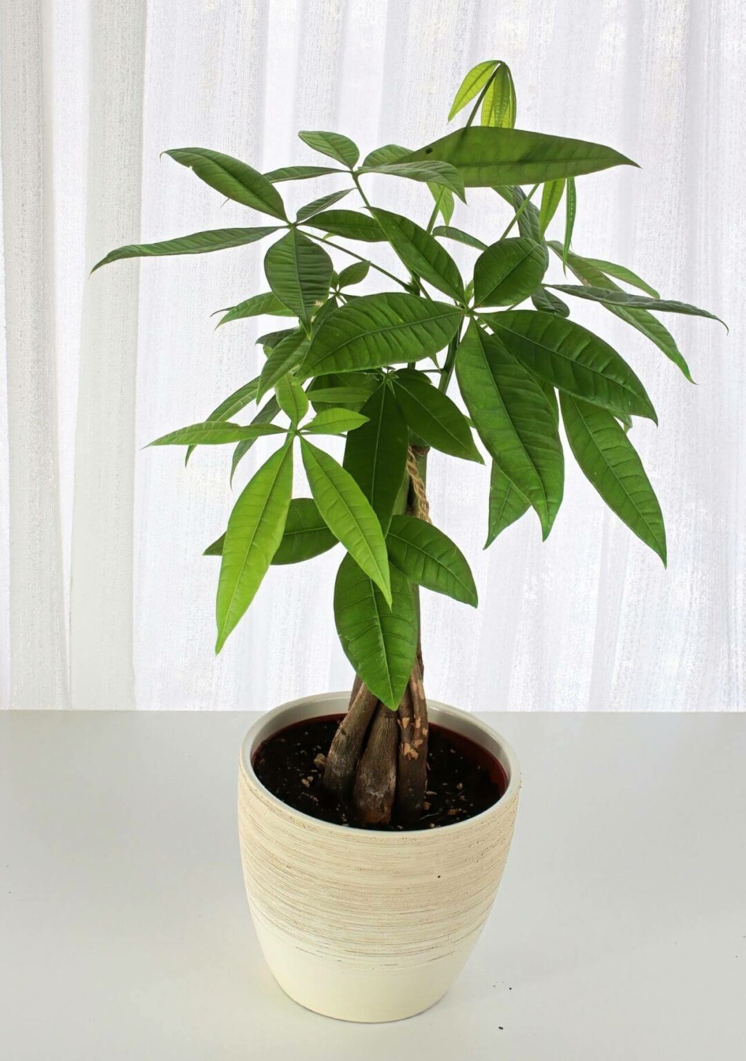 Les 7 Plantes D'intérieur Pour Attirer La Chance