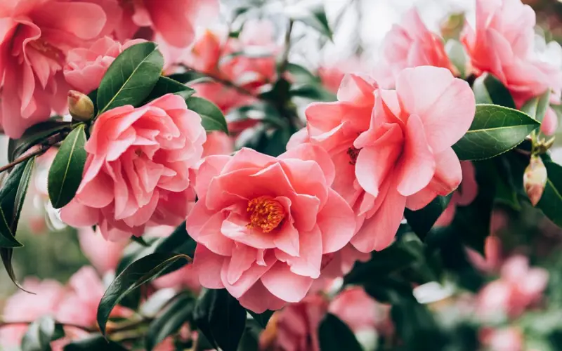 38 Idées Créatives Pour Embellir Vos Fleurs Dans Des Jardinières