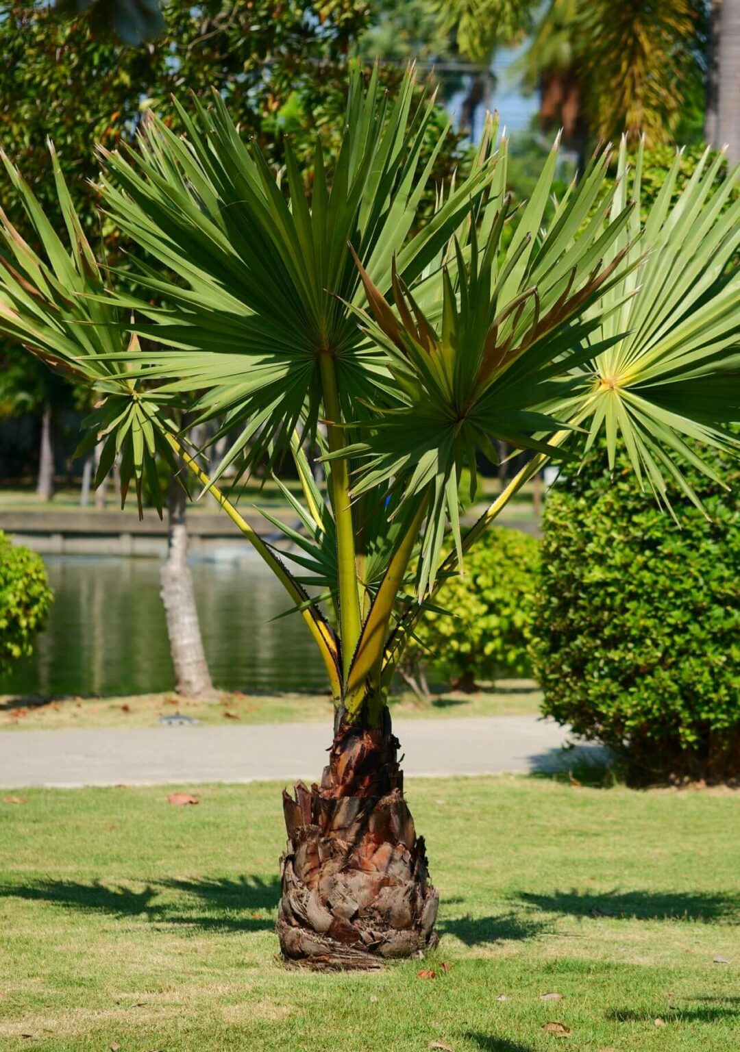 10 Plantes Extérieures Aux Fortes Chaleurs et Faciles D'Entretien