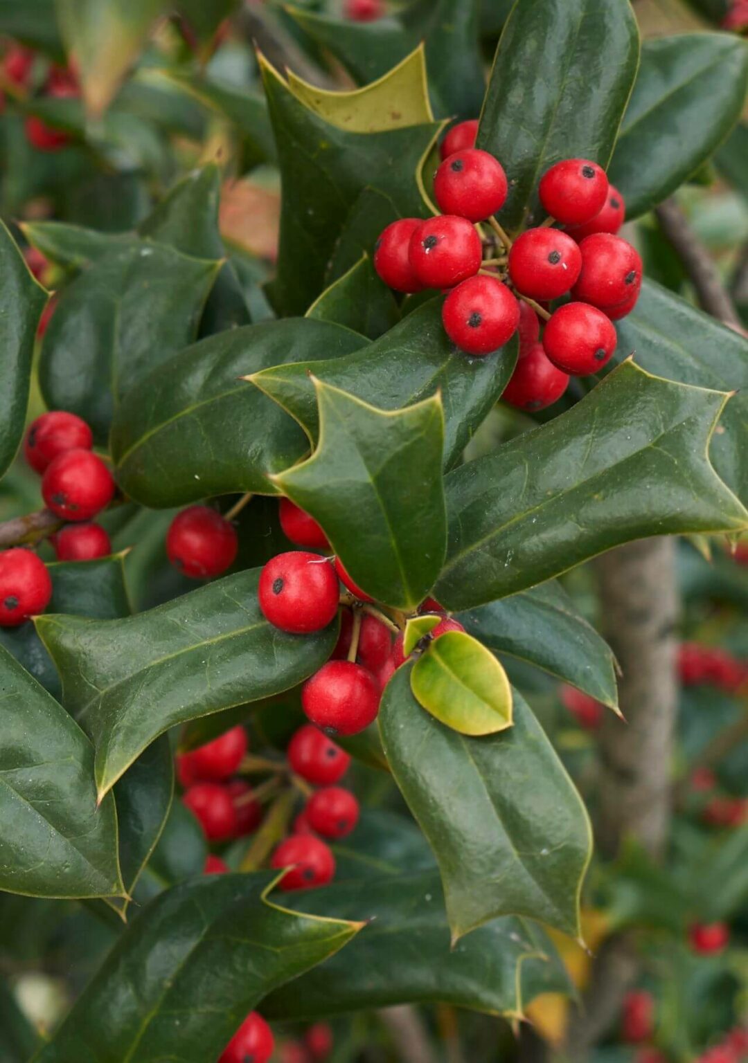 12 Magnifiques Plantes de Noël Au-Delà Du Poinsettias