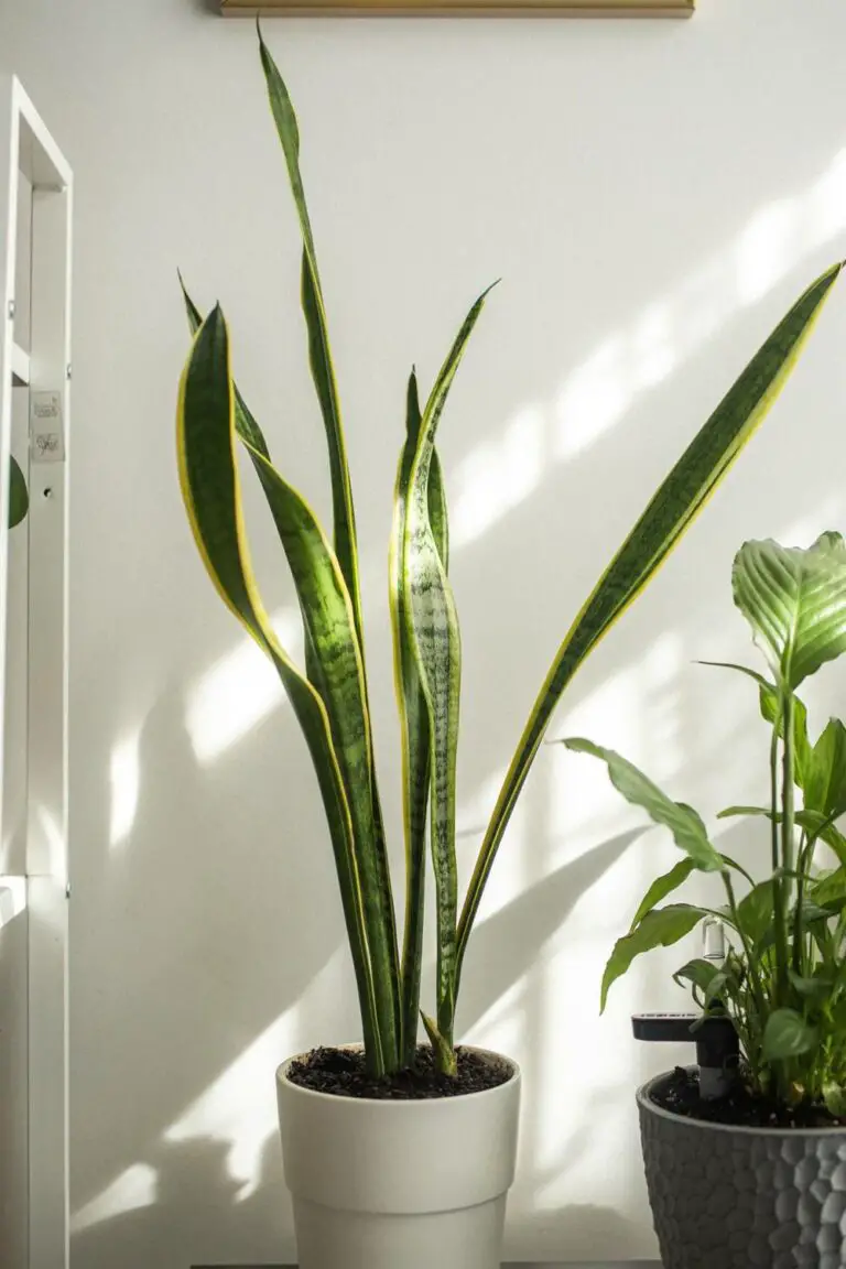 6 Grandes Plantes D'Intérieurs Et Comment Les Incorporer Chez Soi