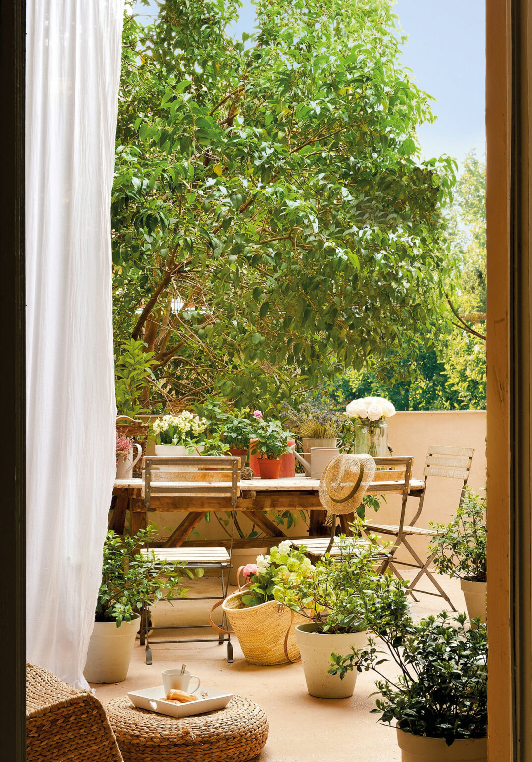 10 Arbres Qui Sont Justes Parfaits Pour Notre Terrasse