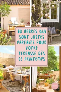 10 Arbres Qui Sont Justes Parfaits Pour Notre Terrasse