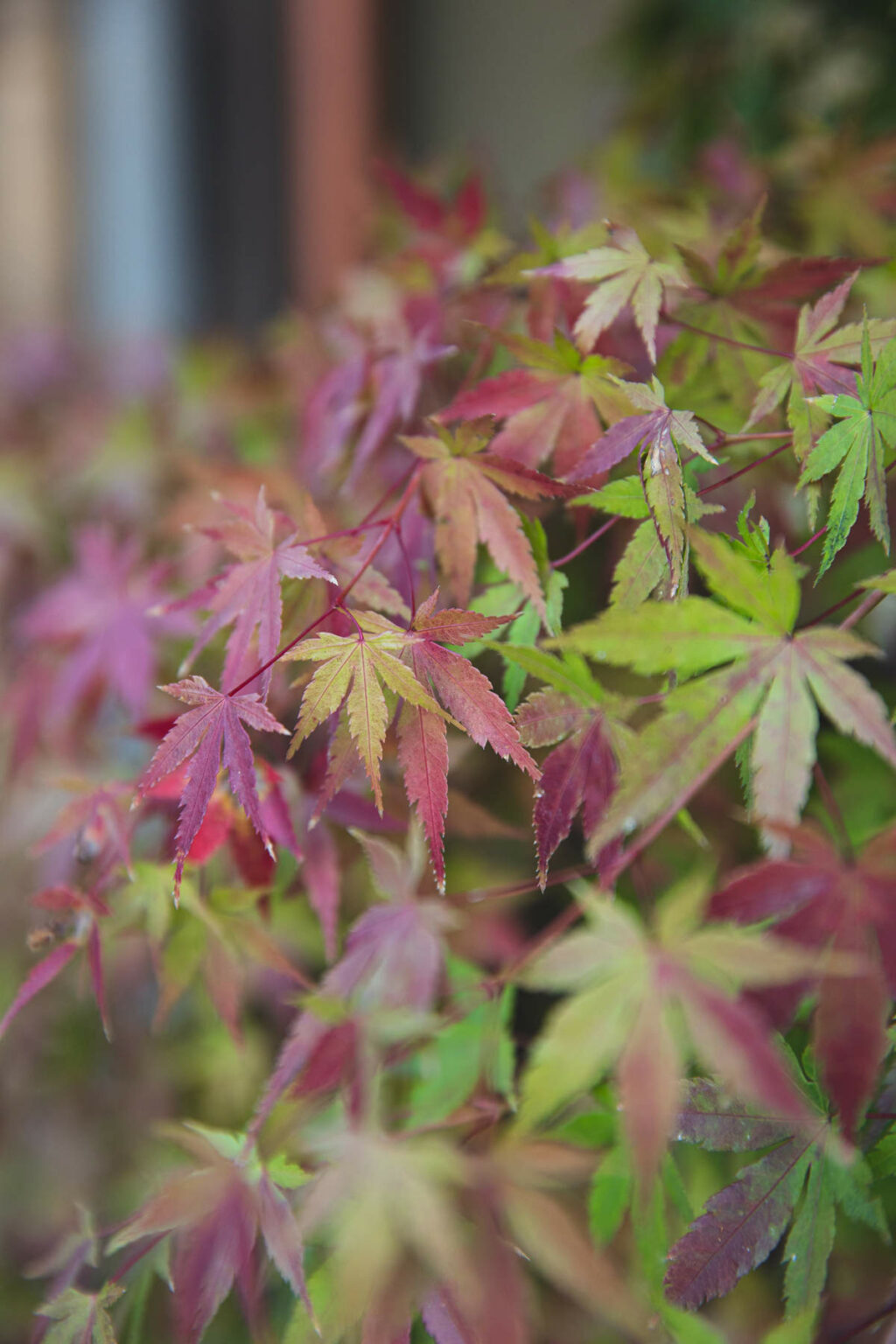Top 7 Des Arbres Pour Apporter De L'Ombre Dans Son Jardin