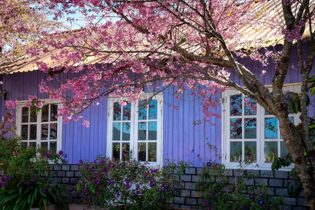 Top 7 Des Arbres Pour Apporter De L'Ombre Dans Son Jardin