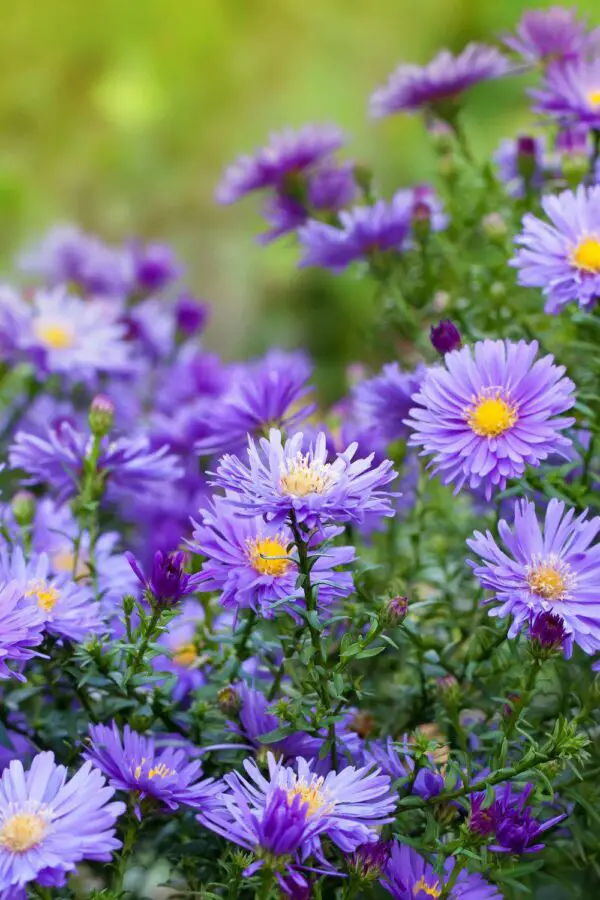 5 PLANTES D'AUTOMNE POUR UN BEAU JARDIN OU BALCON