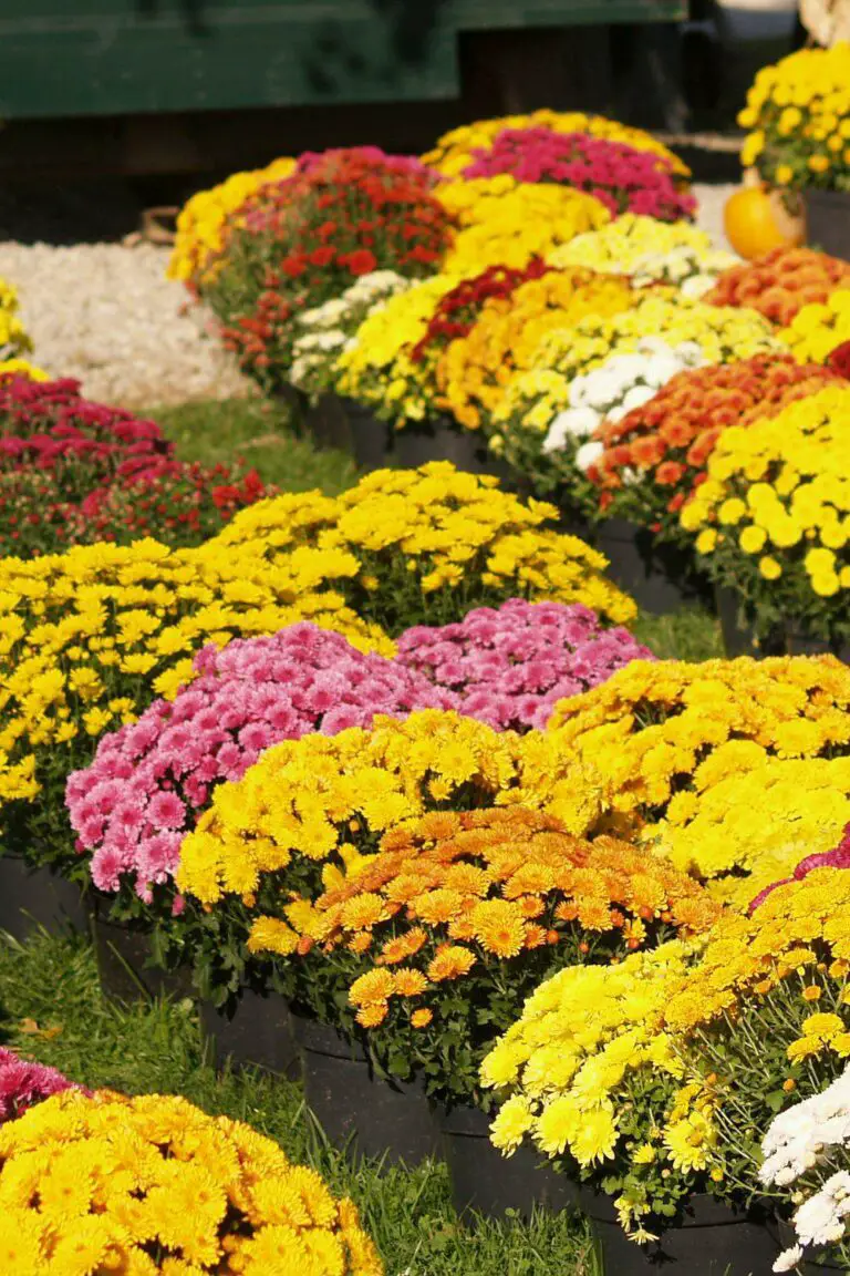 5 PLANTES D'AUTOMNE POUR UN BEAU JARDIN OU BALCON