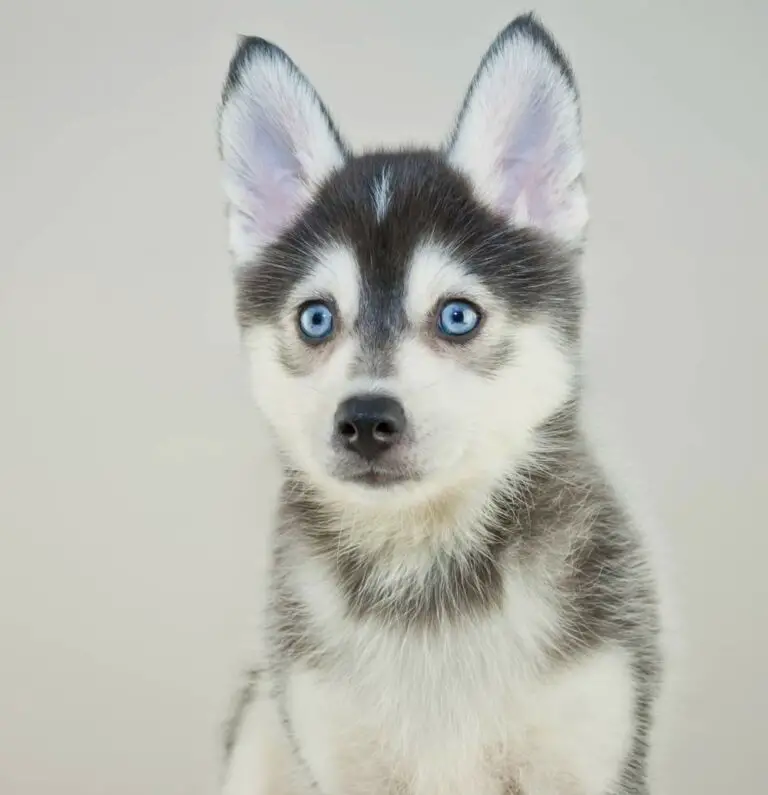 Les 8 Choses A Savoir Sur Le Pomsky Avant D'En Prendre Un