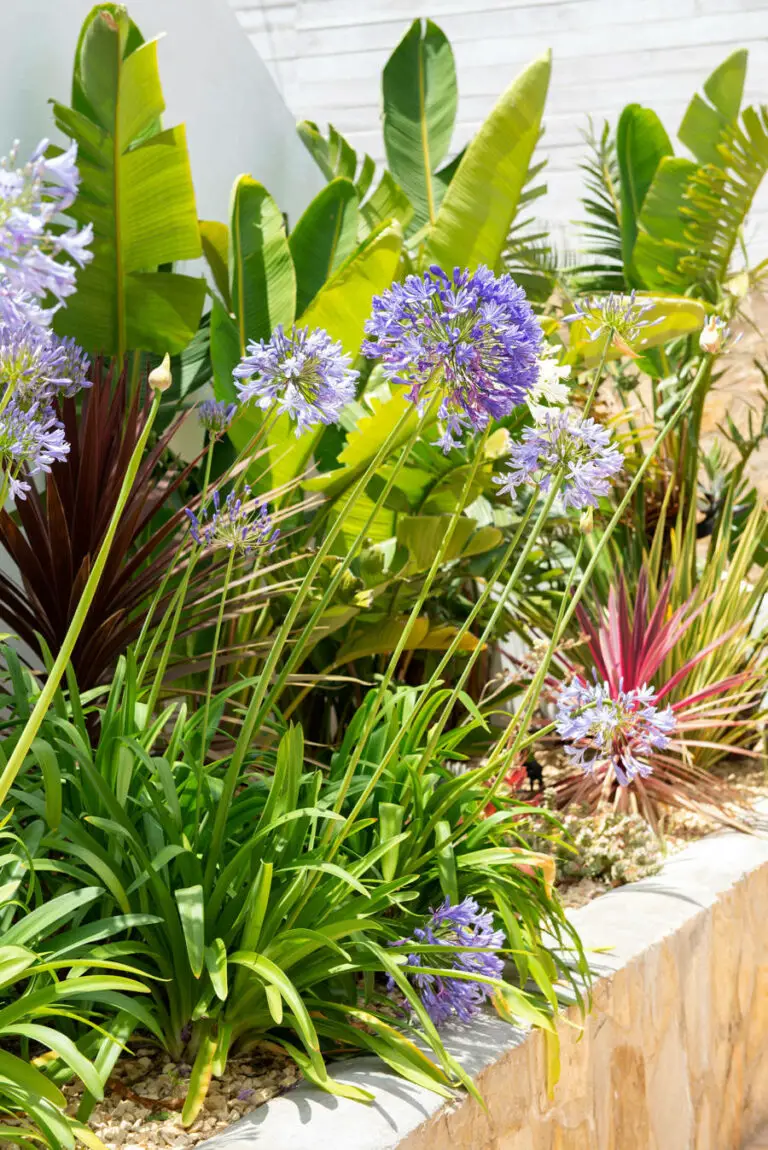 7 Plantes Parfaites Pour Sa Terrasse Ou Son Balcon