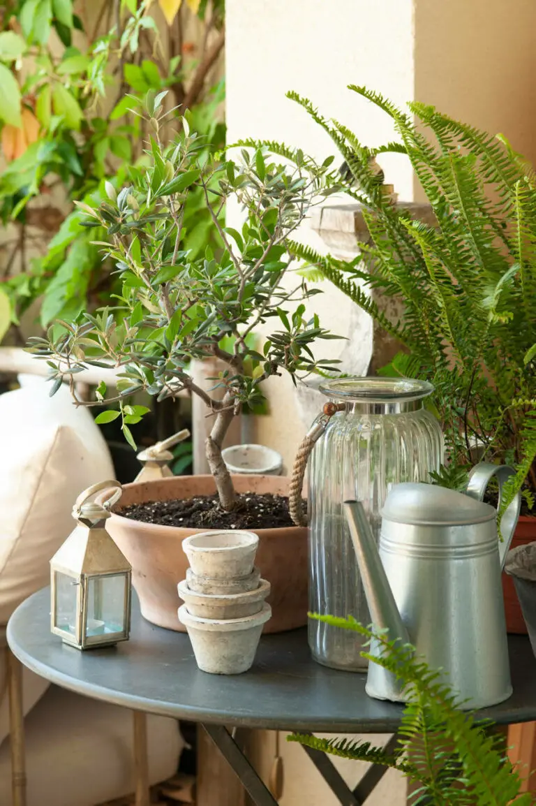 7 Plantes Parfaites Pour Sa Terrasse Ou Son Balcon