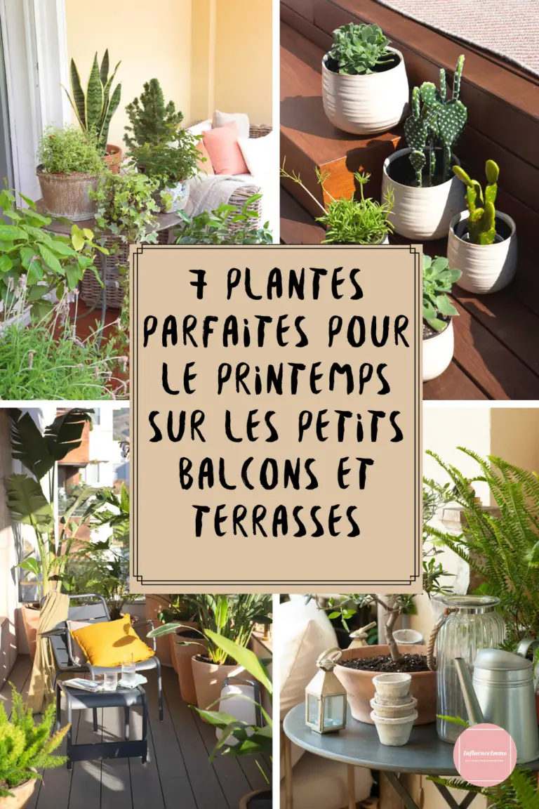 7 Plantes Parfaites Pour Sa Terrasse Ou Son Balcon