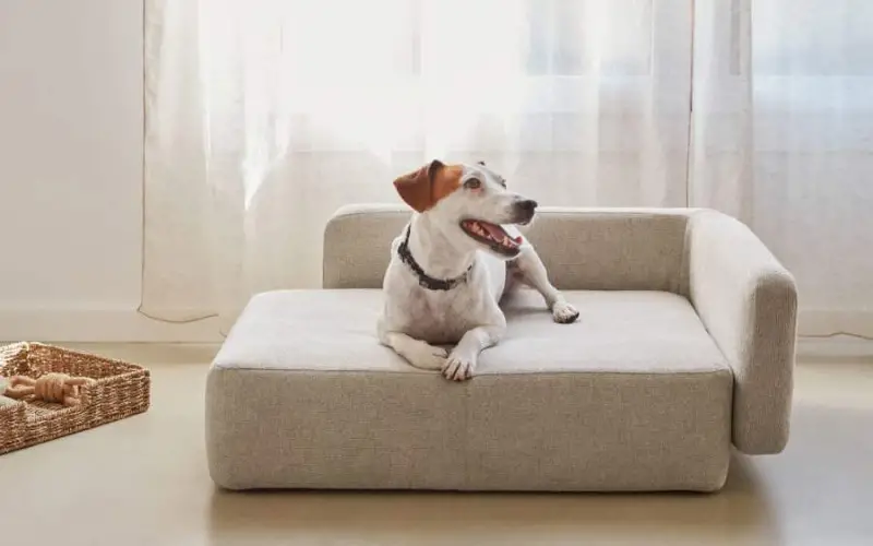 6 Lits Modernes Pour Notre Animal de Compagnie